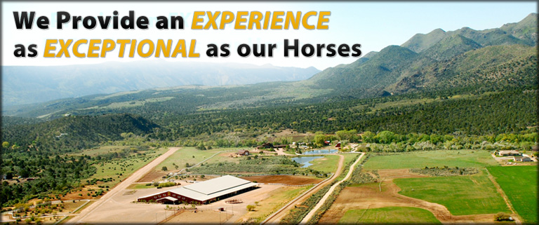 Team Roping Horses For Sale, Roping Horse Training | Diamond H Ranch