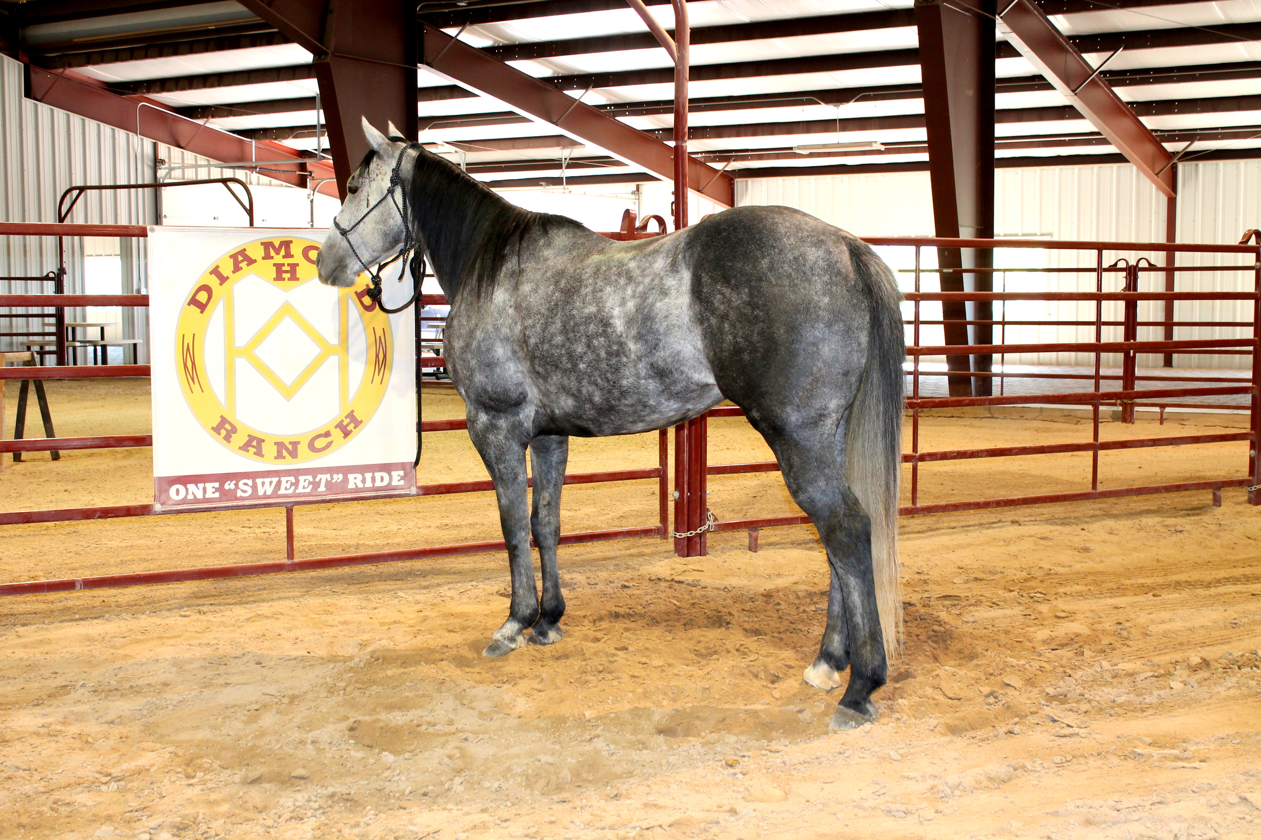 Cowboy | Diamond H Ranch