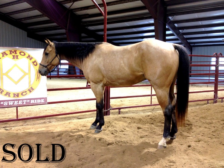 Diamond H Ranch » Nacho